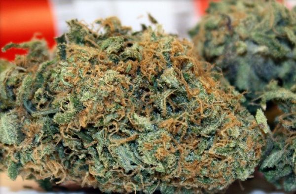 5 variedades de cannabis para los amantes del chocolate - UnaNeurona.org™