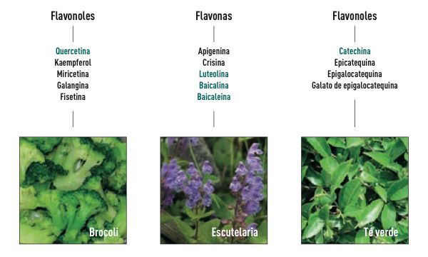 Qué son los flavonoides del cannabis y cuál es su función - UnaNeurona.org™